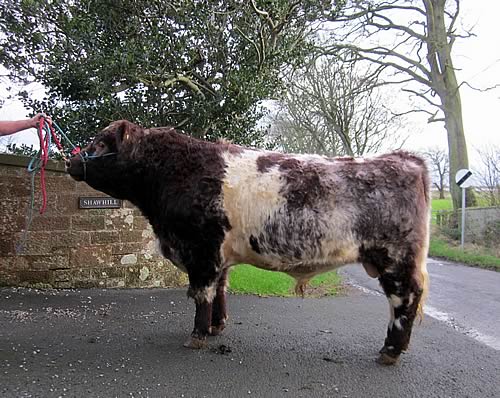 Shawhill Beef Shorthorns - News 2015
